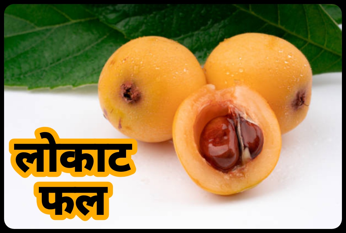 Loquat Fruit In Hindi - लोकाट फल के उपयोग - soch ka safar